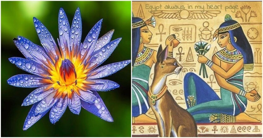 The Mystique of the Egyptian Blue Lotus: A Symbol of Ancient Beauty and ...